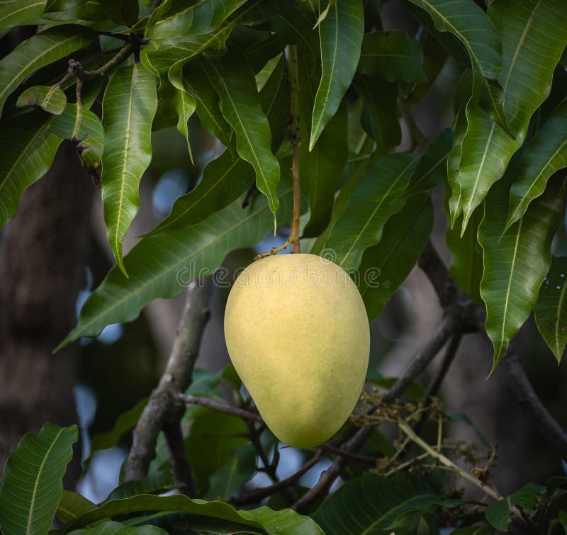 Ripe Mango Tropical Fruit Hanging on Tree Stock Photo - Image of orchard, hanging: 368831162
