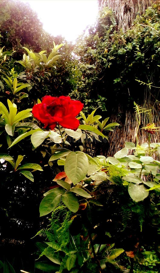 Tropical garden stock image. Image of rose, sunnyday - 116898673