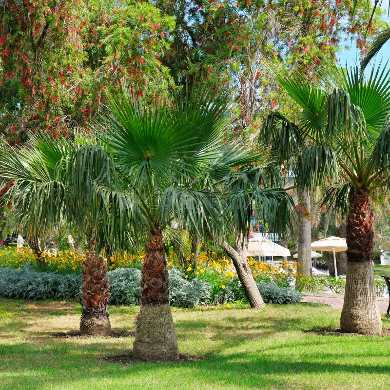 Tropical Garden with Palm Trees Stock Photo - Image of climate, green ...