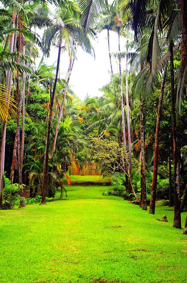 Tropical Garden with Palm Trees and Rendered with Stock Photo - Image ...
