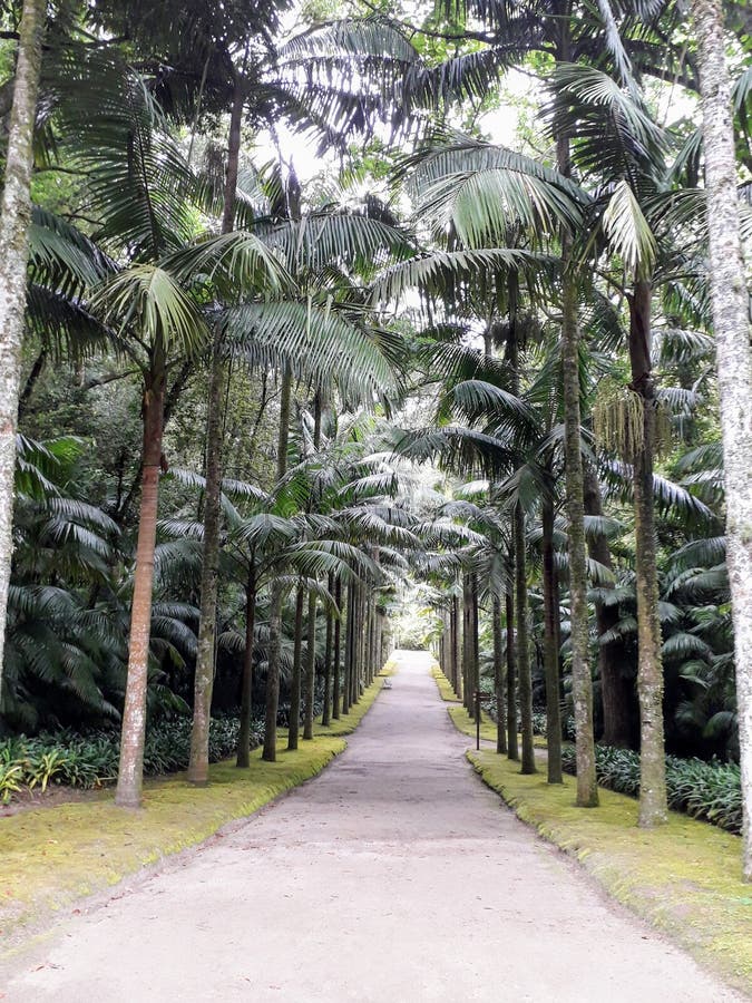 Tropical zen garden stock photo. Image of courtyard, feng - 15628236
