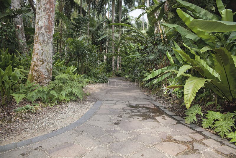 Tropical Garden Path stock image. Image of palm, trails - 37986853