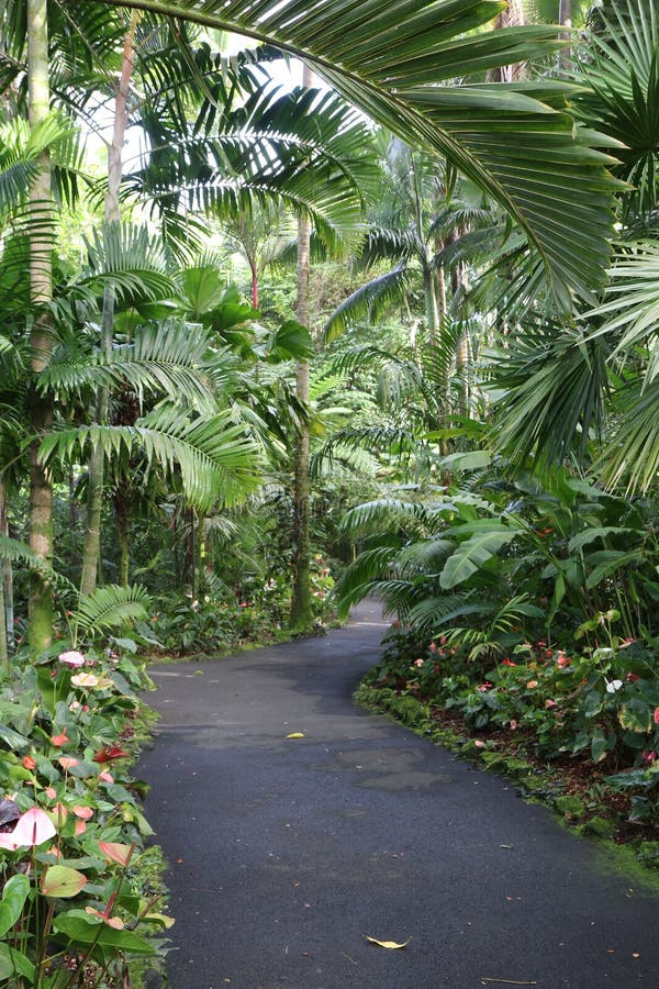 Tropical Garden Path stock photo. Image of trail, lush - 63028104