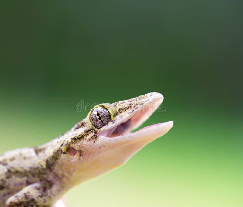 Tropical gecko stock photo. Image of body, nature, background - 84561872