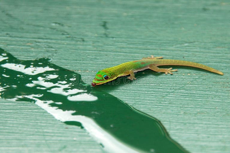 Tropical Gecko stock image. Image of gecko, animal, reptile - 30731037