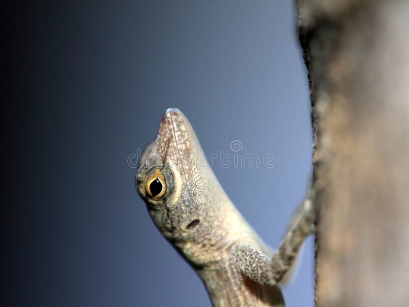 Gecko macro stock image. Image of animal, texture, simple - 9864009