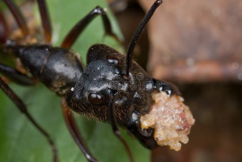 Tropical Giant Ant, Camponotus Gigas Stock Photo - Image of park ...