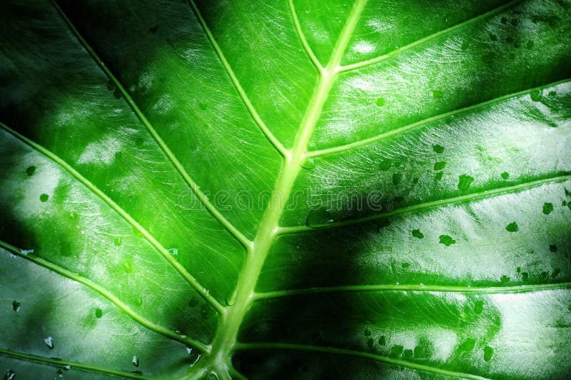 Tropical Giant Elephant Ear Leaf, Green, Nature, Topview Stock Photo ...