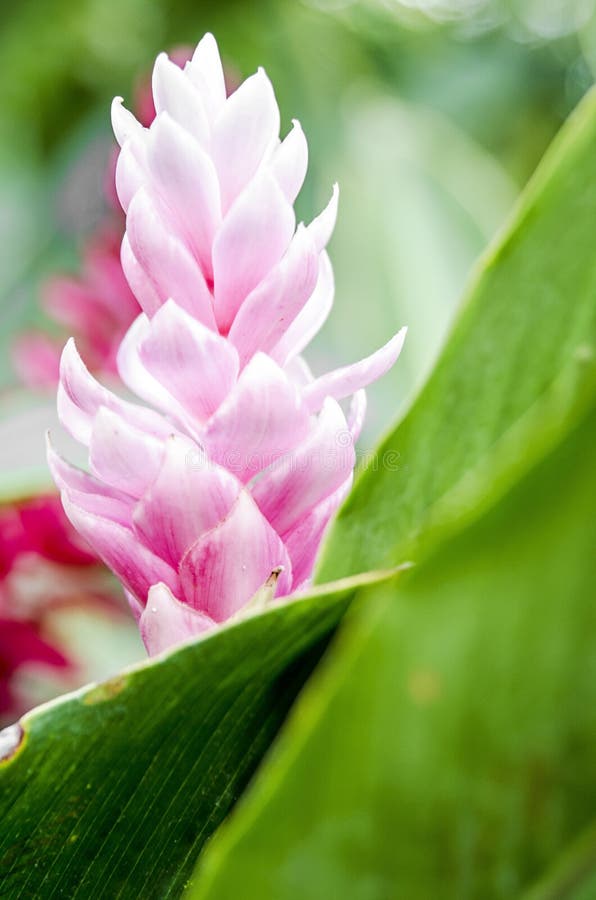 Tropical Ginger flower stock image. Image of bloom, plant - 74153499