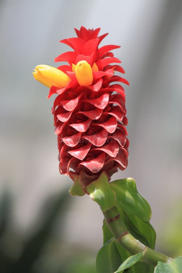 Tropical Ginger Flower stock image. Image of flowers - 31231237
