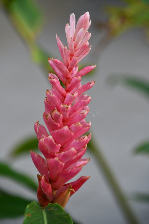 Ginger Lily Flower stock photo. Image of floral, blooming - 243160804