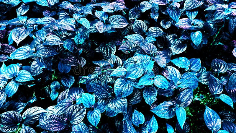 Tropical glowing leaves. stock image. Image of leaf - 102570627