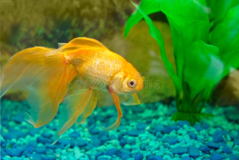 Tropical gold fish stock photo. Image of closeup, tank - 302446068