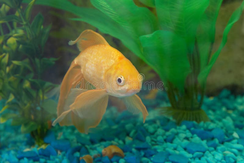 Tropical golden fish stock image. Image of aquarium, goldfish - 8436747