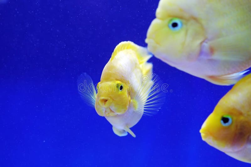 Tropical Golden Parrot Fish in Blue Background Stock Photo - Image of ...