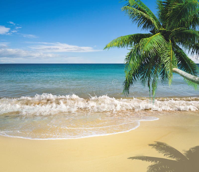 Tropical golden sand beach stock photo. Image of space - 10320868