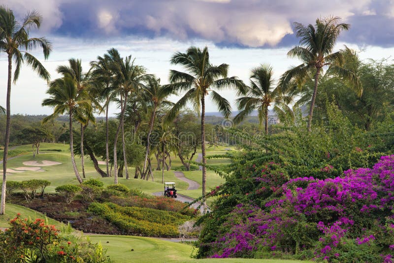Golf Course View with Palm Trees. Stock Photo - Image of tropic, jungle ...