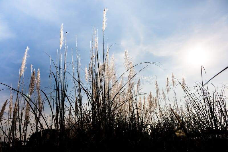 Tropical grass stock image. Image of nature, color, landscape - 59835259