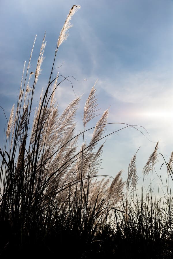Tropical grass stock photo. Image of field, natural, color - 62347354