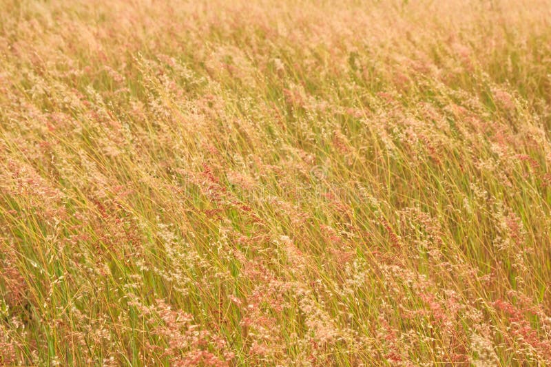 Tropical grass field stock image. Image of outside, country - 17065601