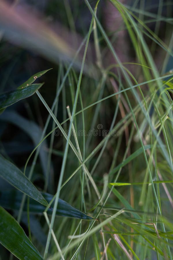 Tropical Grass Leaves Close-up Pattern Stock Image - Image of green ...