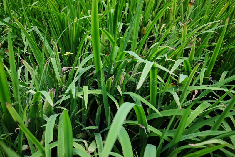 Tropical Grass Leaves Field in Garden Stock Photo - Image of blossom ...