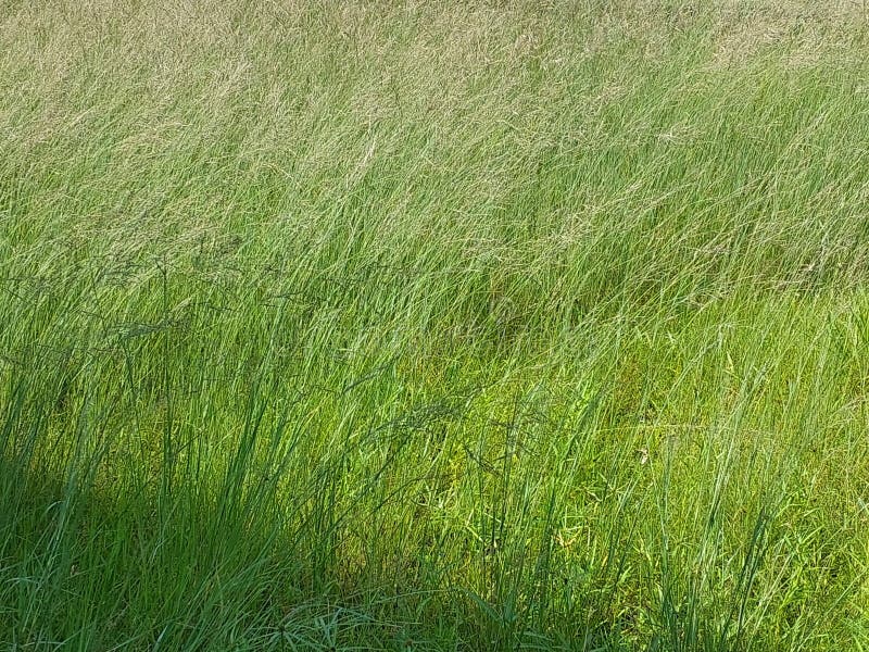 Tropical Grass meadow stock image. Image of tropical - 322803097