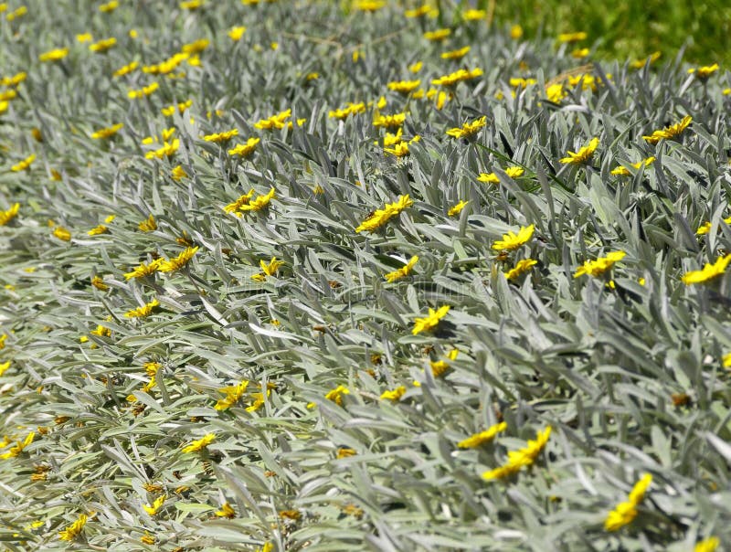 Grass Texture stock photo. Image of blade, flower, spring - 244965468