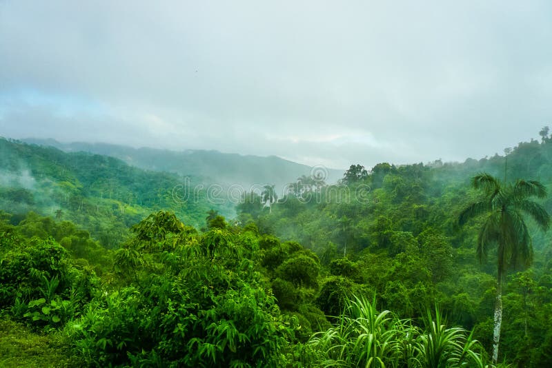 Tropical green forest. stock photo. Image of cuban, serene - 87583316