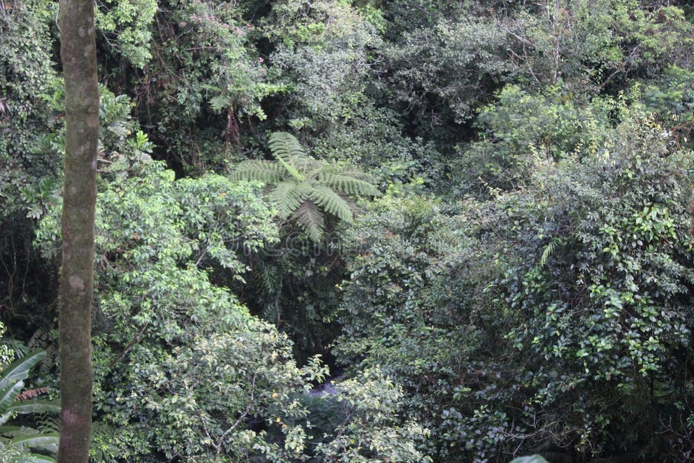 Tropical Green Forest in West Java Indonesia Stock Photo - Image of ...