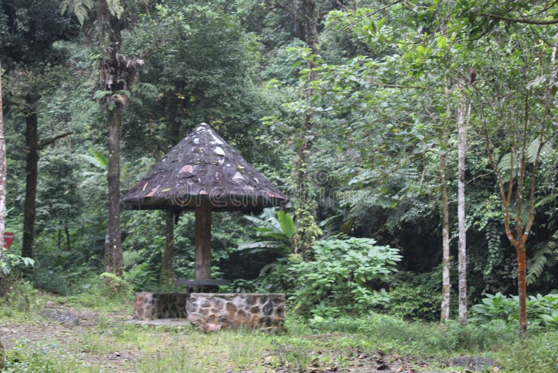 Tropical Green Forest in West Java Indonesia Stock Image - Image of ...