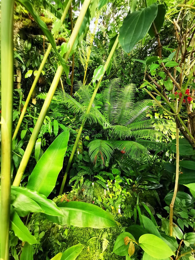 Tropical green jungle stock photo. Image of tropics - 294879634