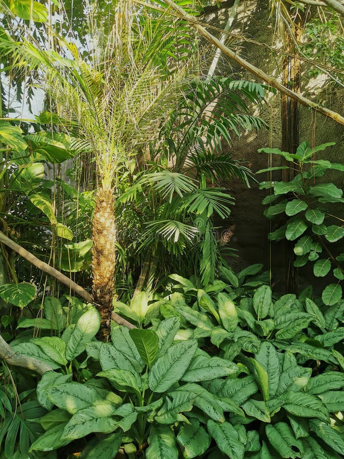 Tropical green jungle stock image. Image of environment - 299393053