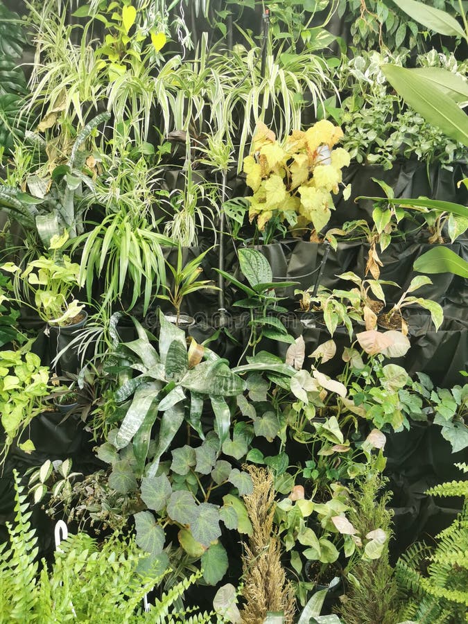 Tropical green jungle stock photo. Image of exotic, wood - 304668314