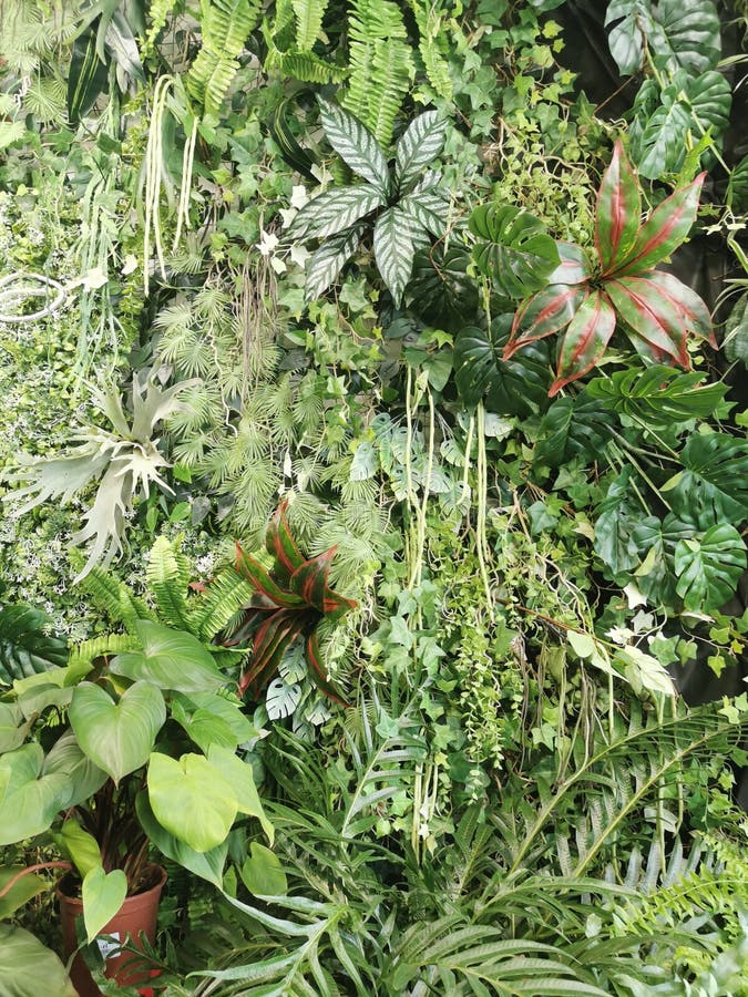 Tropical green jungle stock photo. Image of rainforest - 304668334