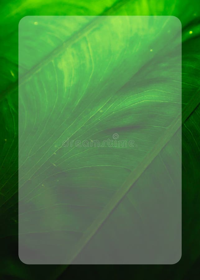 Tropical Green Leaf with Lines Along the Leaf in a Frame Stock Photo ...