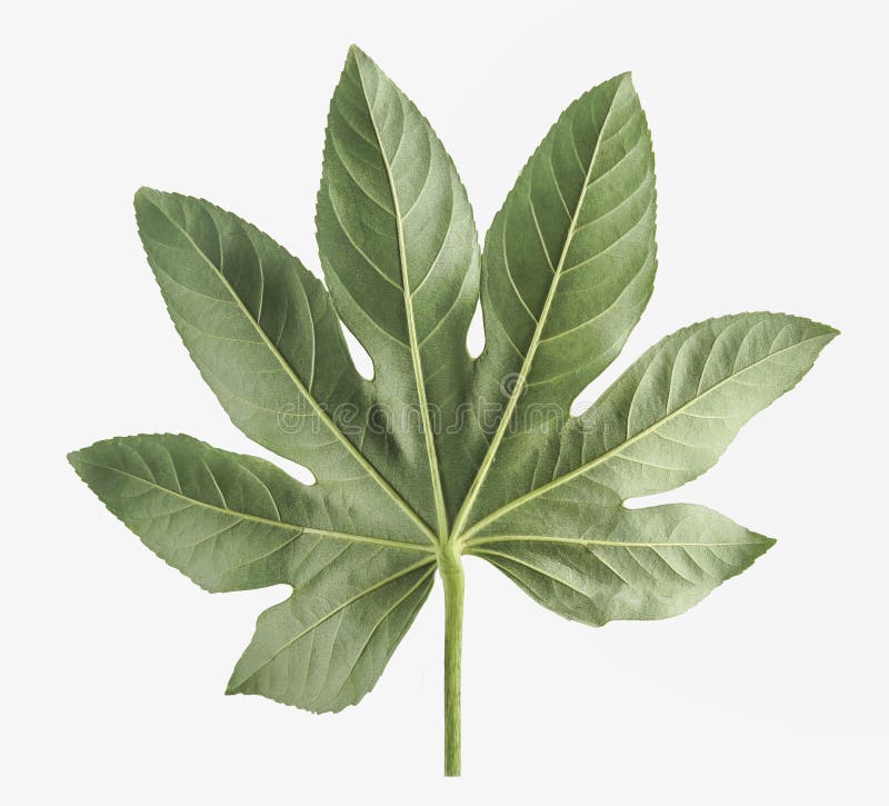 Tropical Green Leaf at White Background. Close Up of Palm Leaf with ...