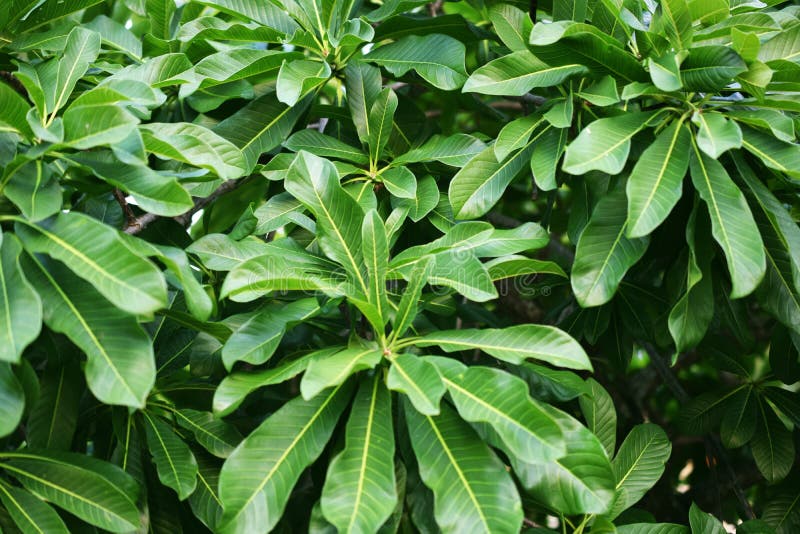 Tropical Green Leave Nature Background Stock Image - Image of freshness ...