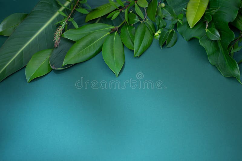 Tropical Green Leaves on Green Background Stock Photo - Image of forest ...