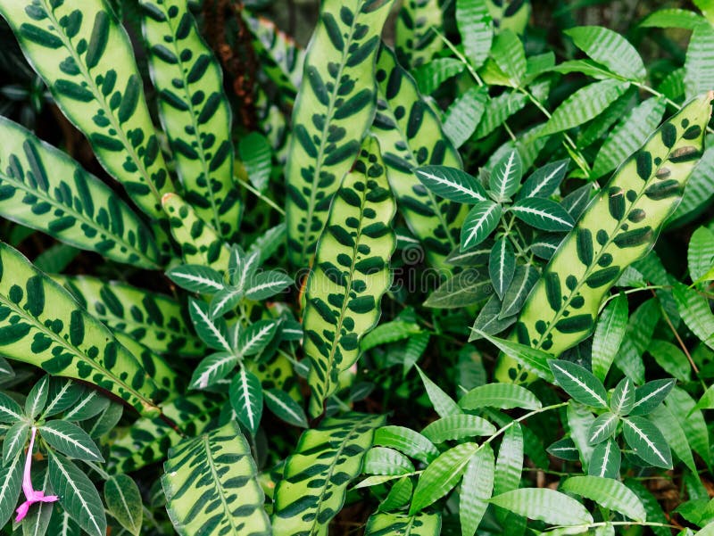 Tropical Green Leaves Background Stock Photo - Image of green, leaves ...