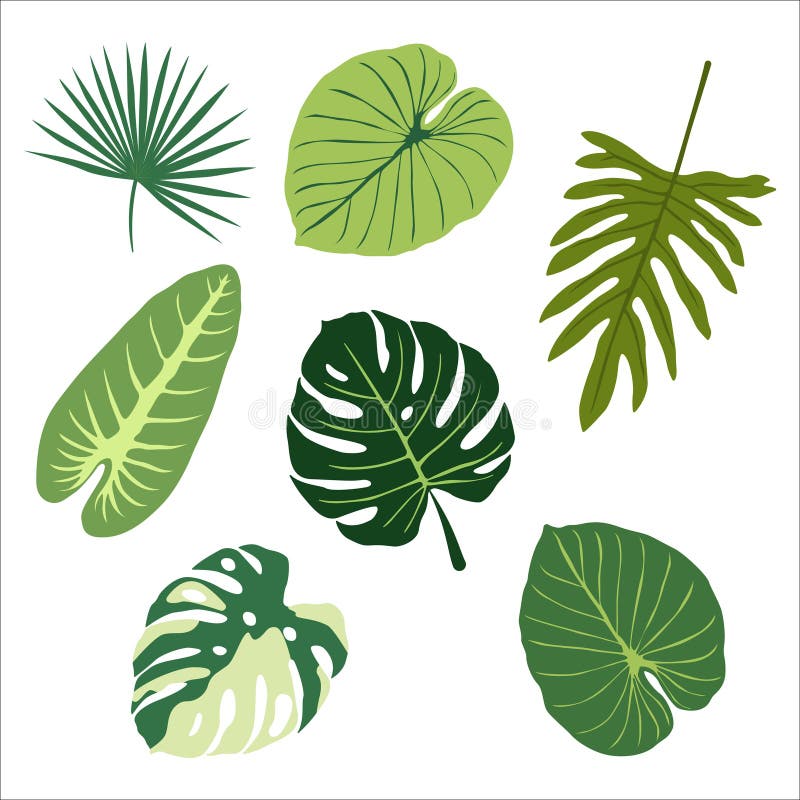 Tropical Green Leaves on a White Background. Vector Illustration. Stock ...