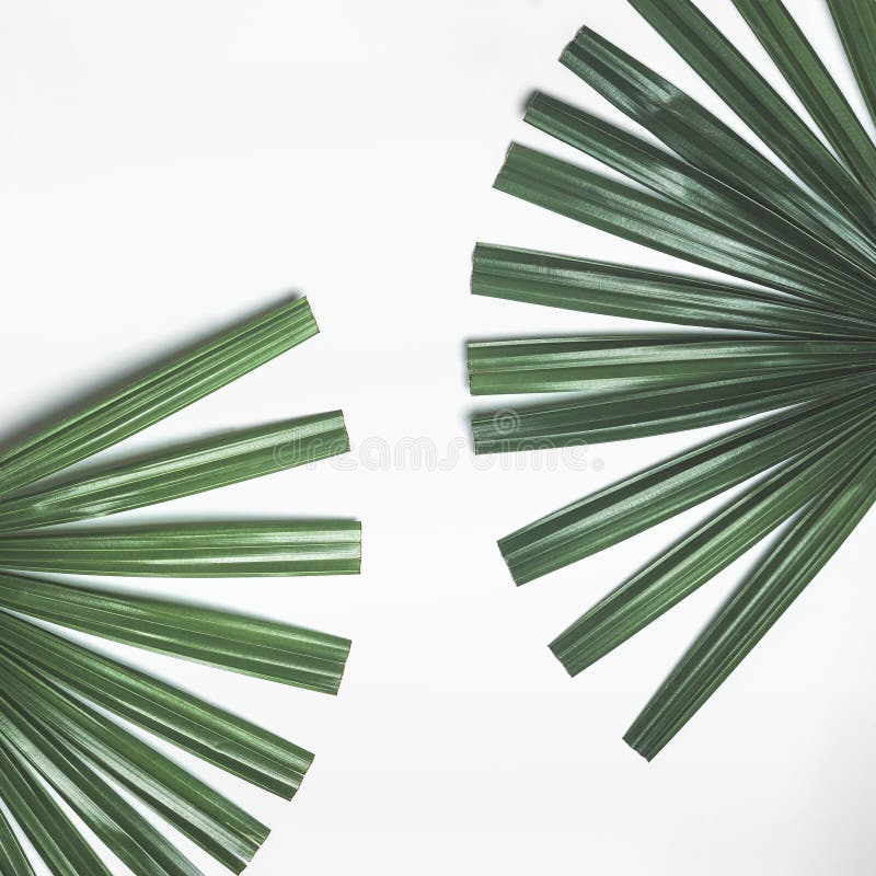 Tropical Green Palm Leaves at White Background. Natural Nature Backdrop ...