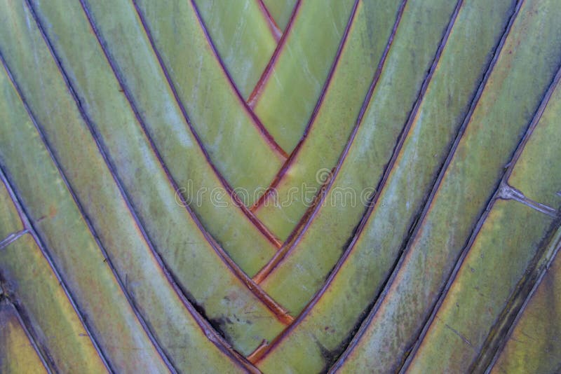 Tropical Green Palm Tree Background Macro Stock Photo - Image of ...