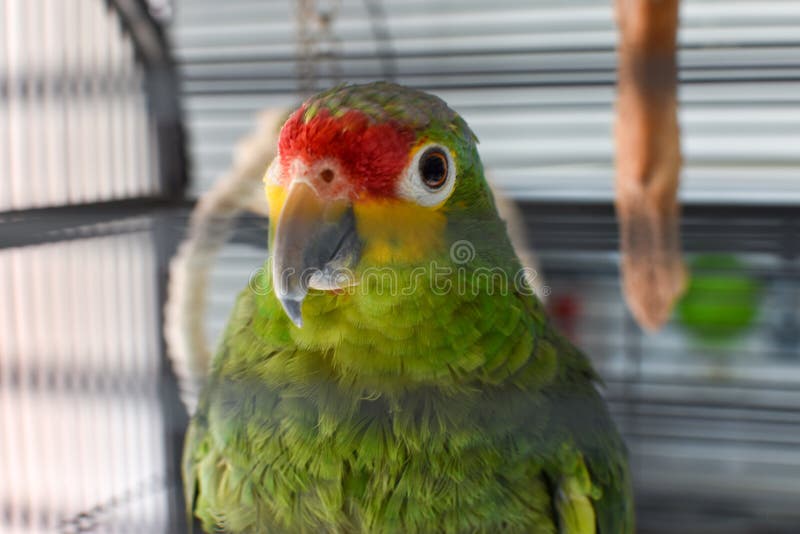 Tropical Green Parrot Staring in Front of His Cage Stock Photo - Image ...