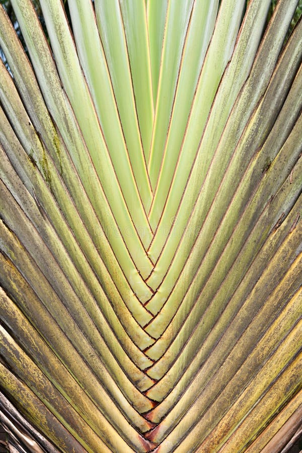 Tropical Green Plant. Pattern for Texture Background. Stock Image ...