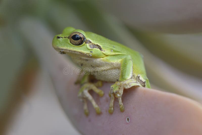Tropical Green Tree Frog on Cactus Leaf Stock Image - Image of awake, frog: 113470545