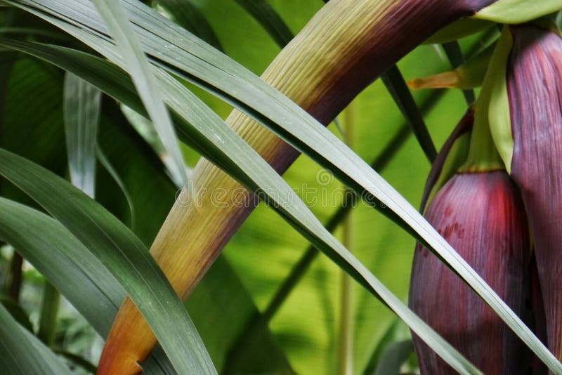 Tropical greenery stock image. Image of tropical, plants - 92754073