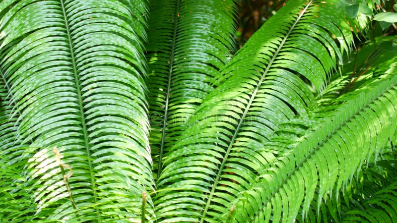 Tropical Greens and Leaves Close, Green Fluffy Philodendron Foliage ...