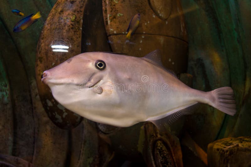 The Grey Fish stock photo. Image of marine, life, blue - 27635732