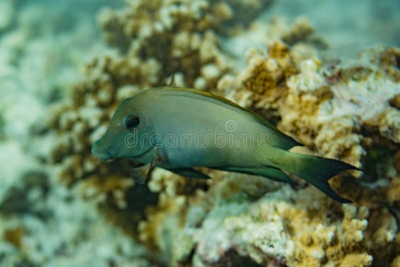 Tropical Grey Fish in the Indian Ocean at Maldives Stock Photo - Image ...